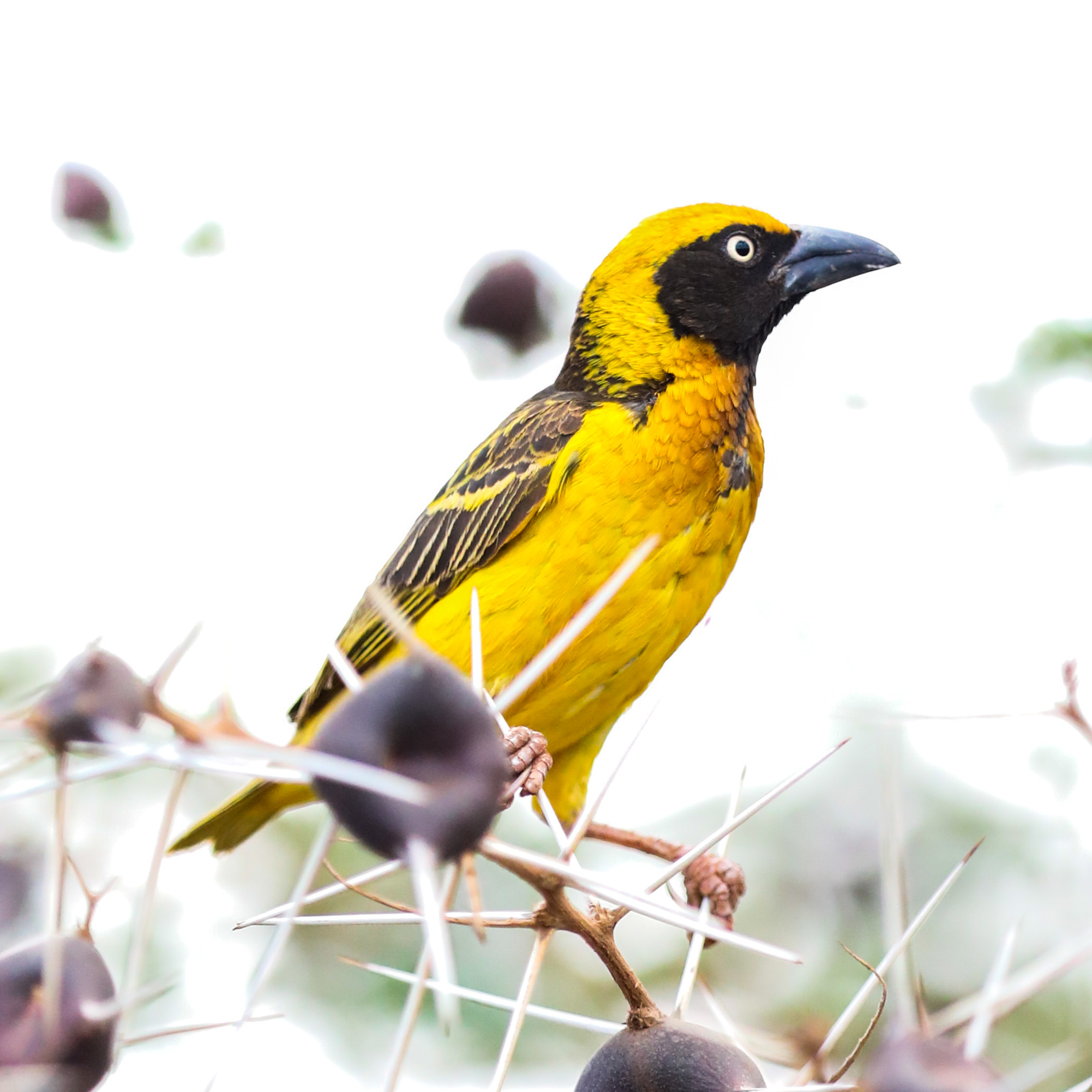 A new study on Fox’s Weaver Ploceus spekeoides, Uganda's only Endemic!!! - eBird Uganda
