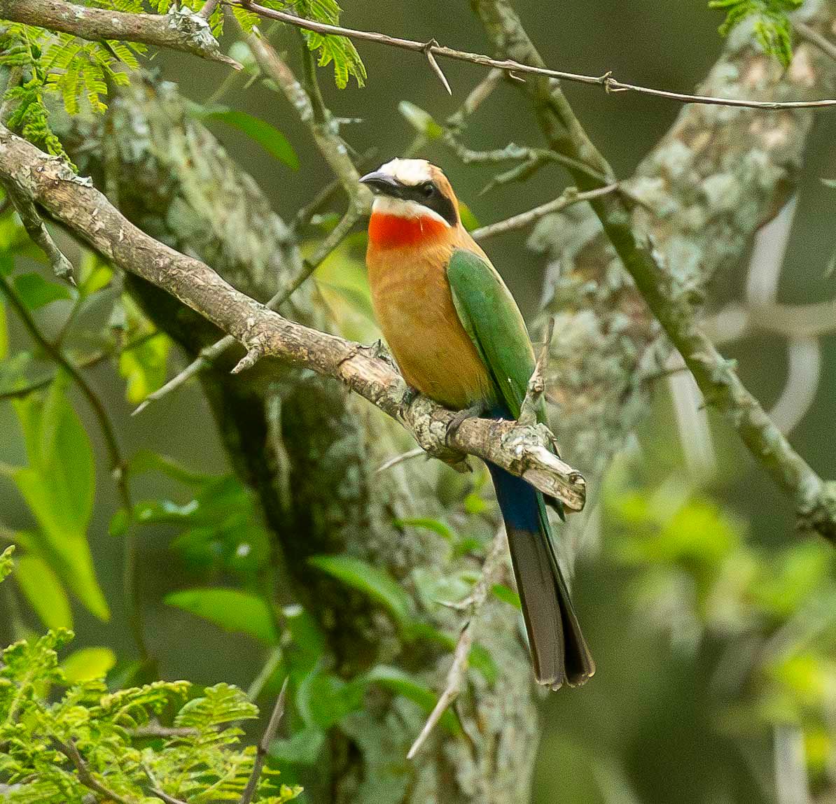 White-fronted Bee-eater, a new addition to Uganda's checklist - eBird ...