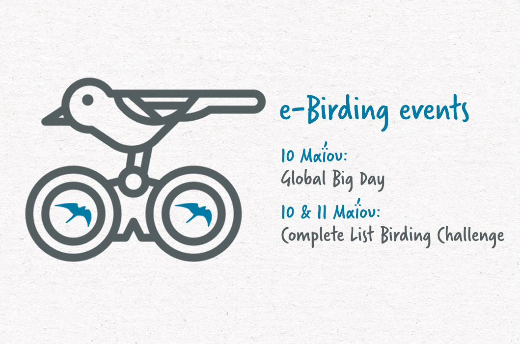10 & 11 May: global Big Day & Complete List Birding Challenge! - eBird ...