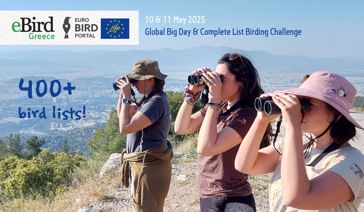 Challenge accepted: 400+ eBird lists for the Global Big Day & Complete ...