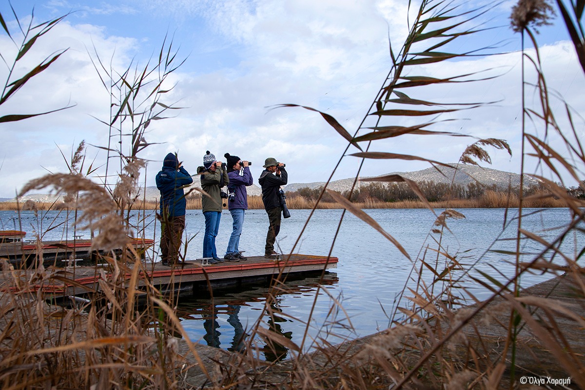 MidWinter Counts 2026 - eBird Greece