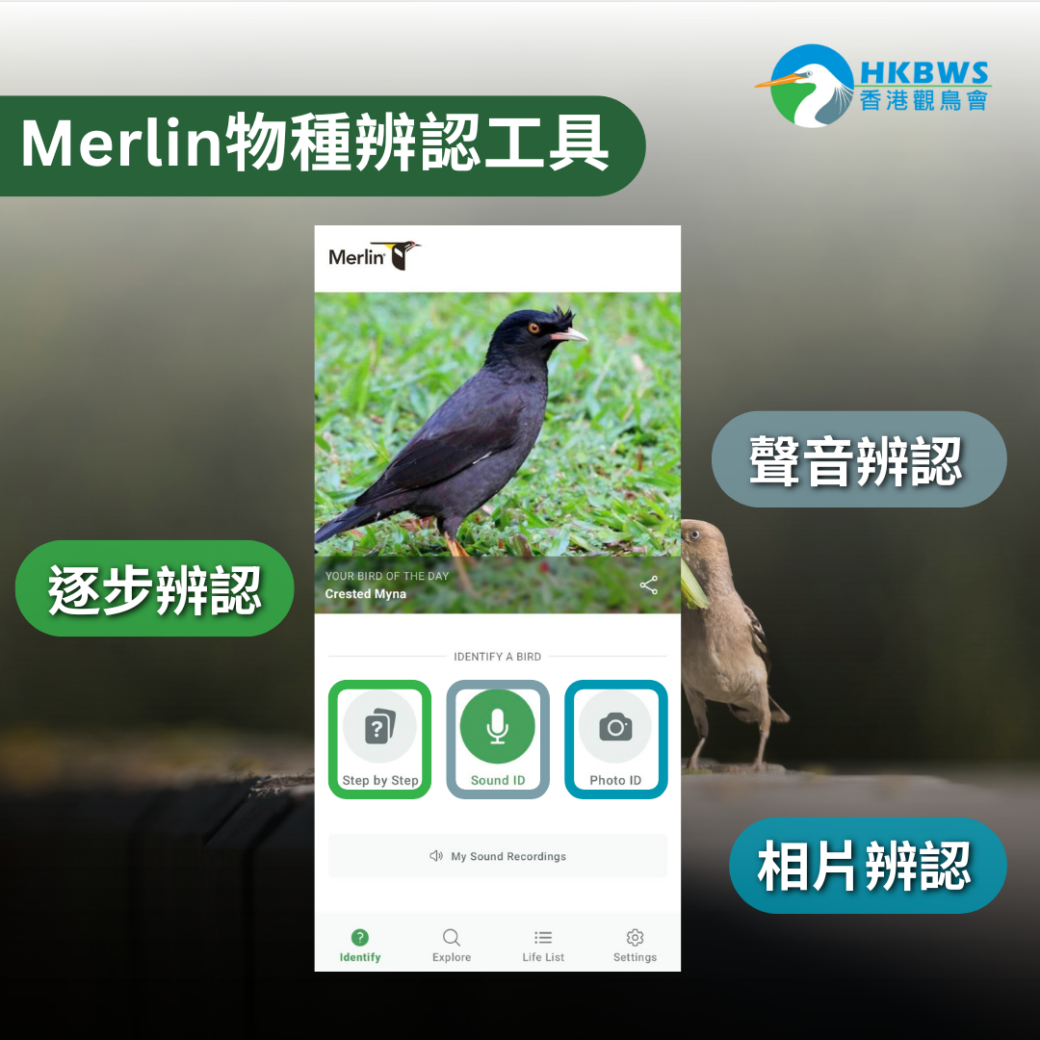 A new page for eBird Hong Kong - eBird Hong Kong