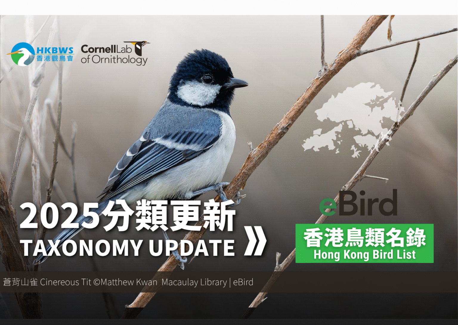 【eBird分類更新】2025年香港鳥類名錄主要變更 - eBird Hong Kong
