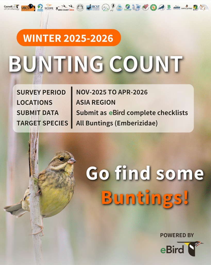 【Major Upgrade】2025-26 Winter Bunting Count - eBird Hong Kong