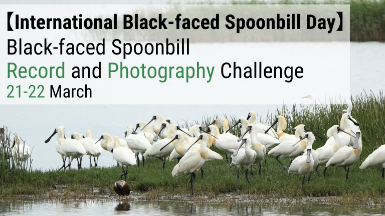 【Internation Black-faced Spoonbill Day】Record and Photography Challenge ...