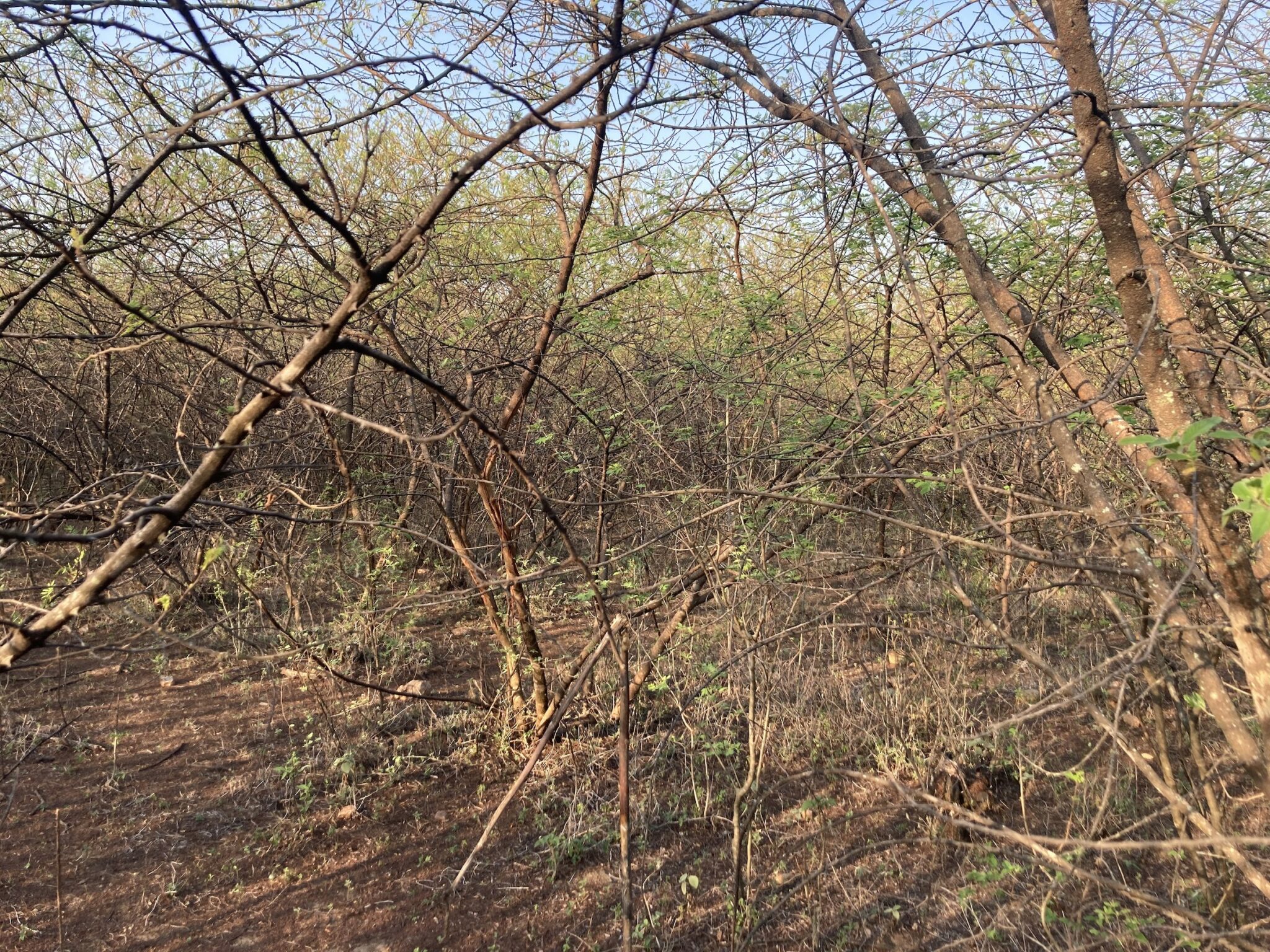 La división de Nutting's Flycatcher - eBird Honduras