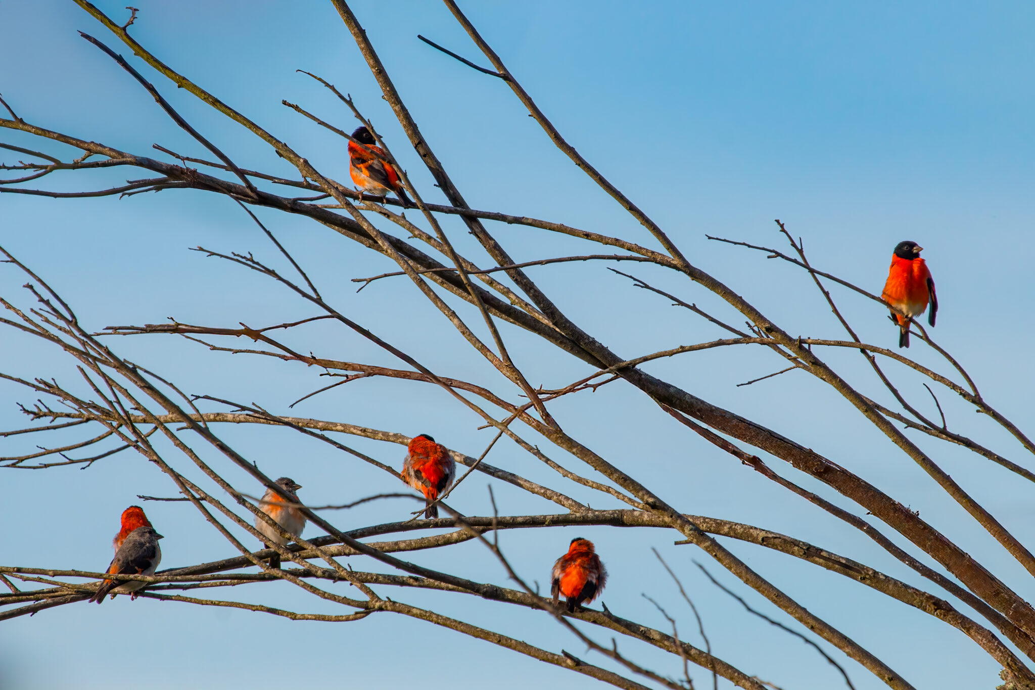 Nuestro equipo - eBird Venezuela
