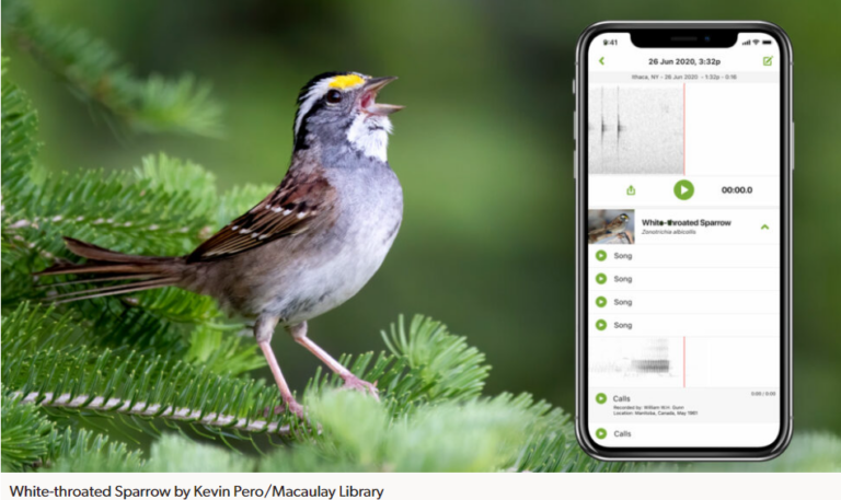 Merlin Sound ID: How to Merlin Mindfully - eBird Wisconsin