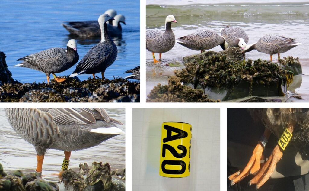 Reporting banded Emperor Geese - eBird Alaska