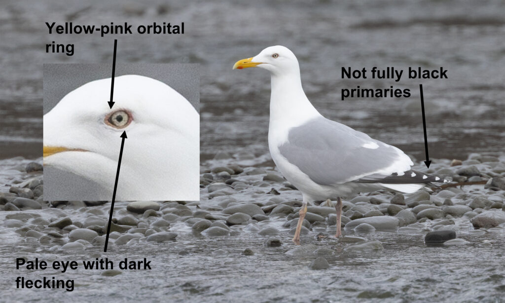 Cook Inlet Gull (American Herring x Glaucous-winged Gull hybrid ...