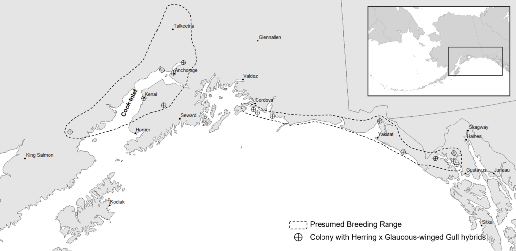 Cook Inlet Gull (Herring x Glaucous-winged Gull hybrid) Identification ...