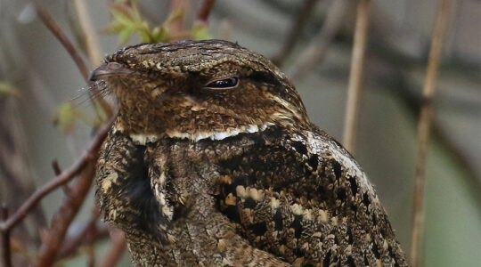A Remarkable Chuck-will’s-widow! - eBird New Hampshire
