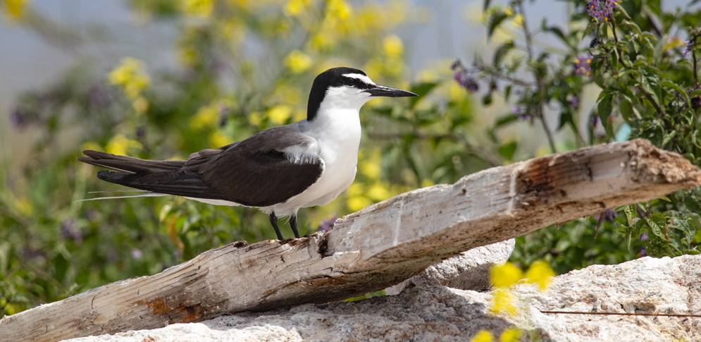 Three Tern Stories - eBird New Hampshire
