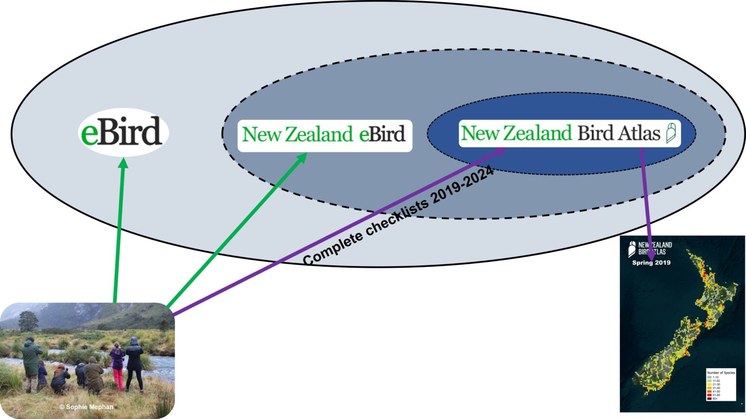 The New Zealand Bird Atlas is currently underway! - eBird New Zealand
