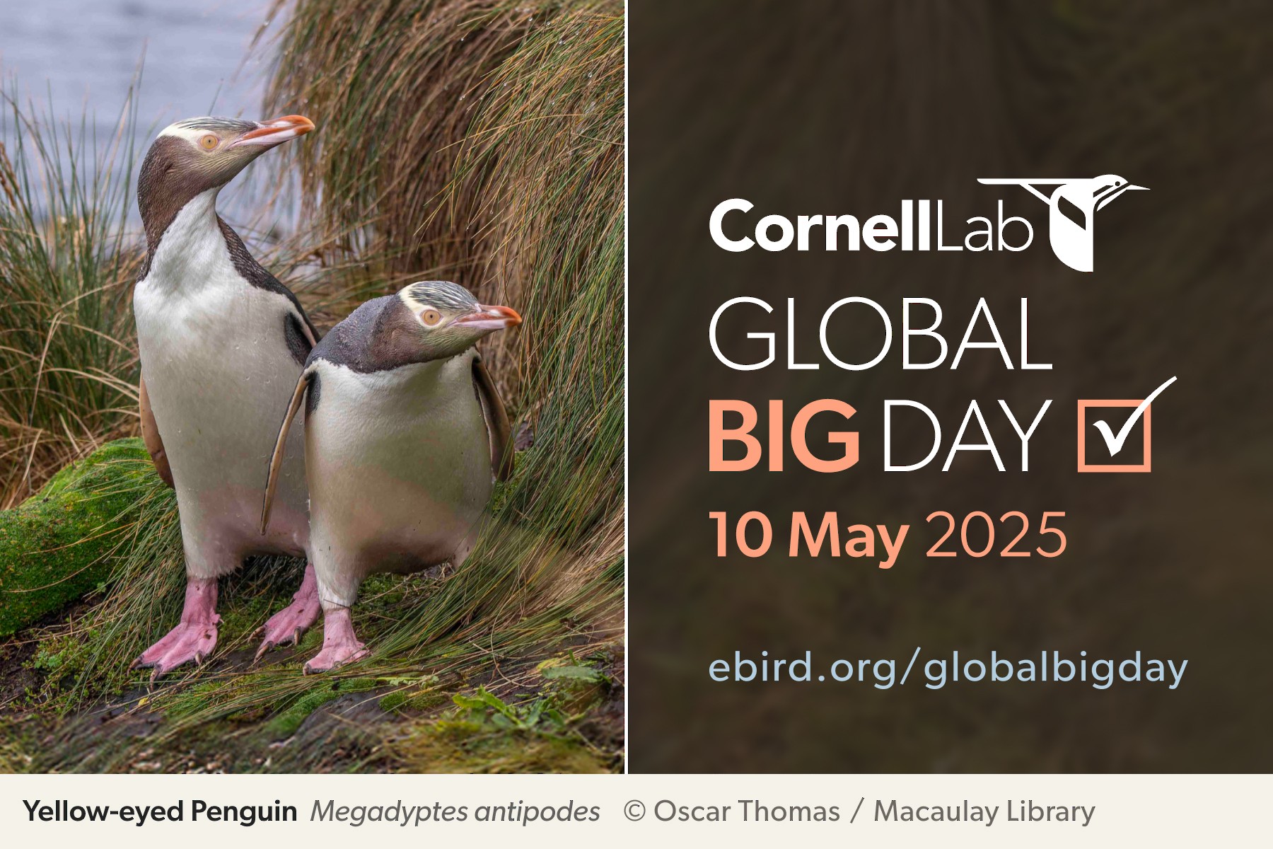 Global Big Day—10 May 2025 - eBird New Zealand