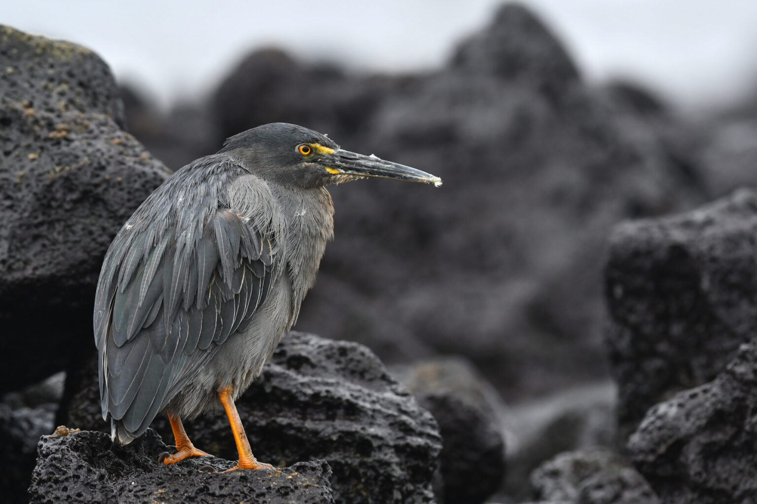 AviList: A Unified Global Checklist of the World’s Birds is Now ...