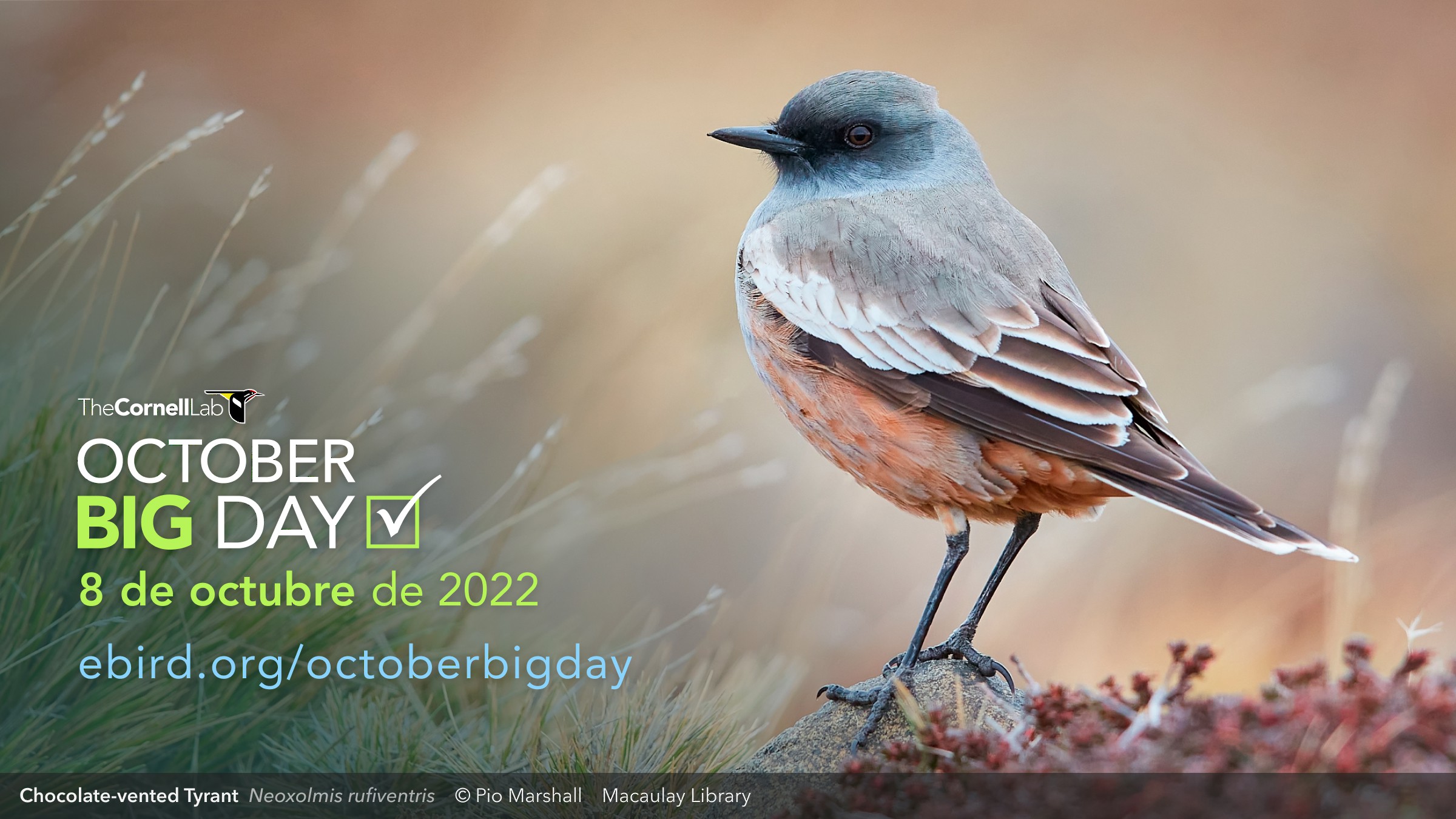 October Big Day—8 De Octubre De 2022 Ebird Chile
