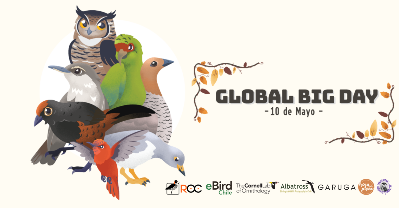 Global Big Day—10 de Mayo de 2025 - eBird Chile