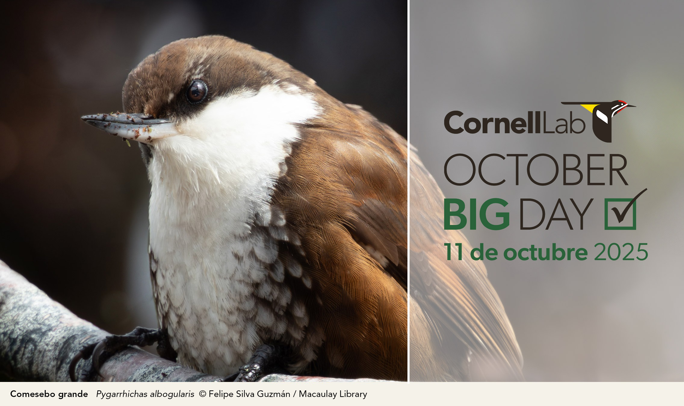 Desafío eBirder del Mes de Octubre - eBird Chile