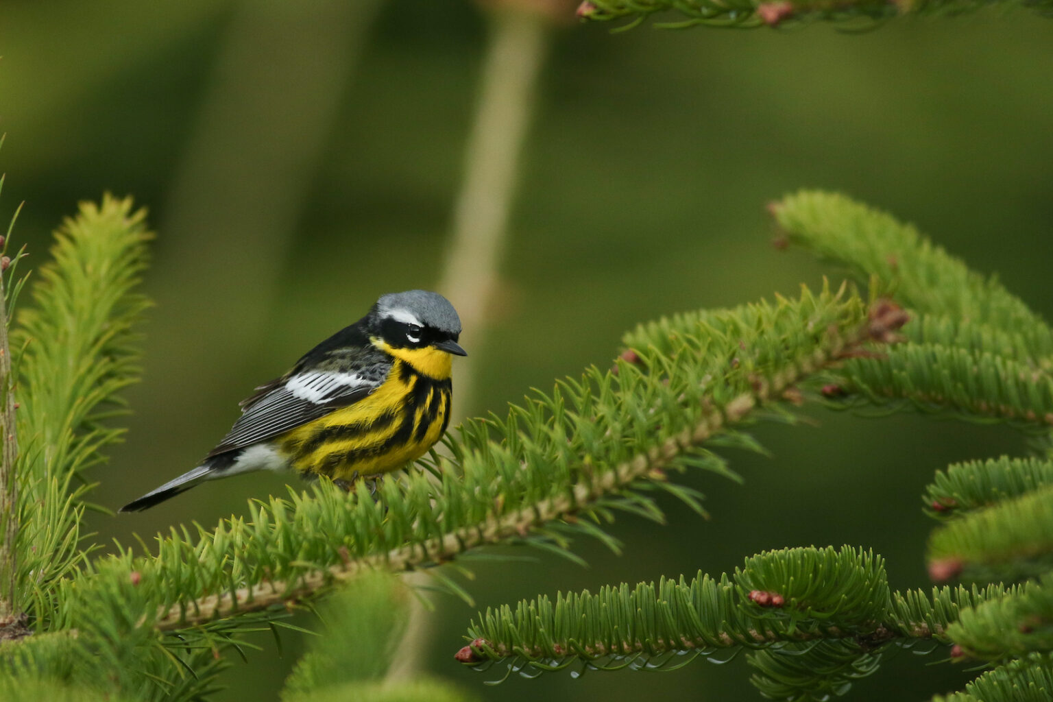 Mystery of similar-sounding warblers unraveled with help of eBird ...