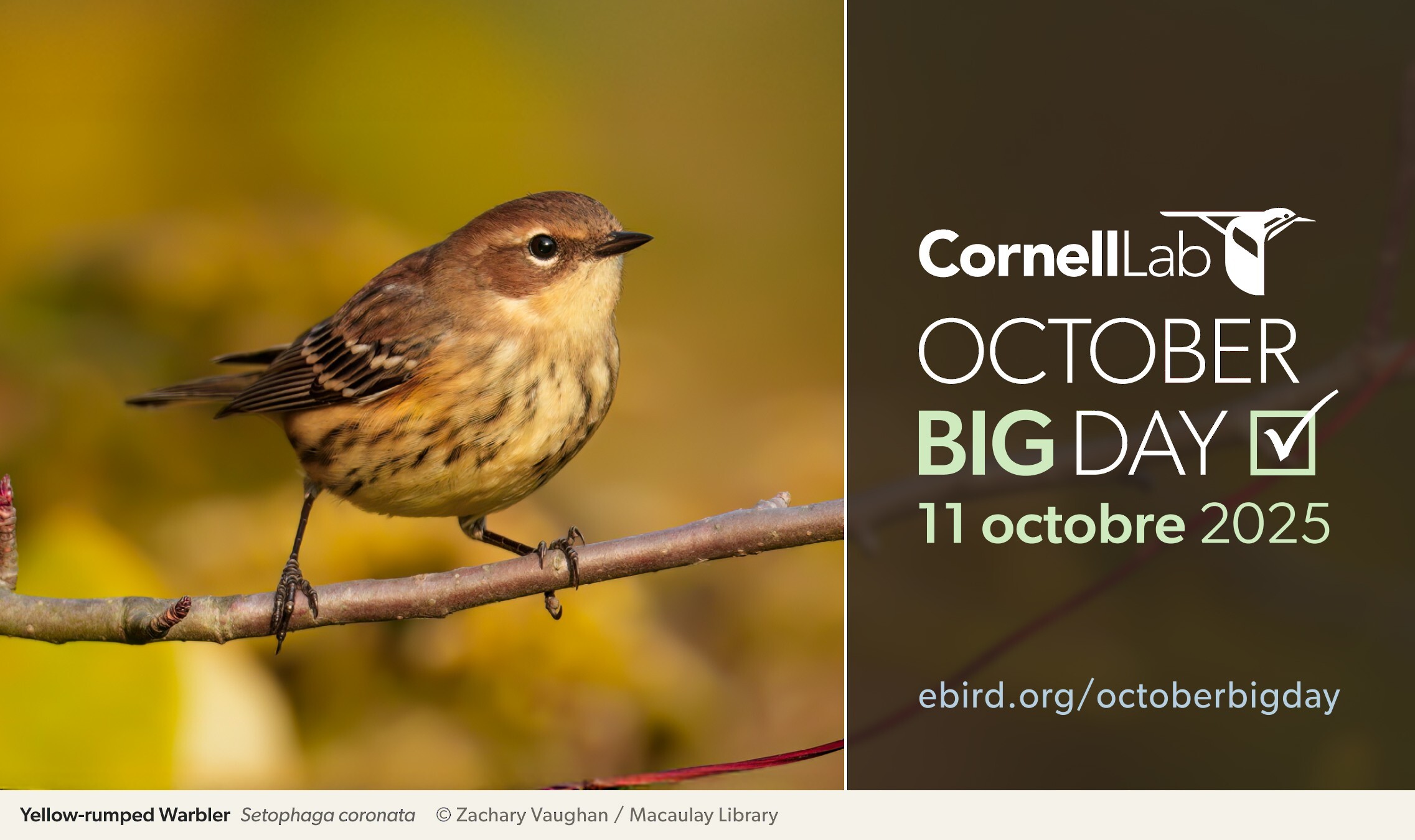 Le Big Day d’octobre —11 octobre 2025 - eBird Canada