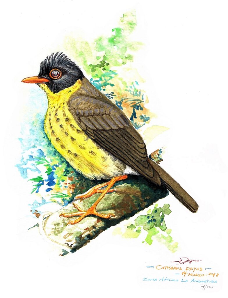 Historias de eBird—Alan Monroy-Ojeda: eBird, una manera inusual de no ...