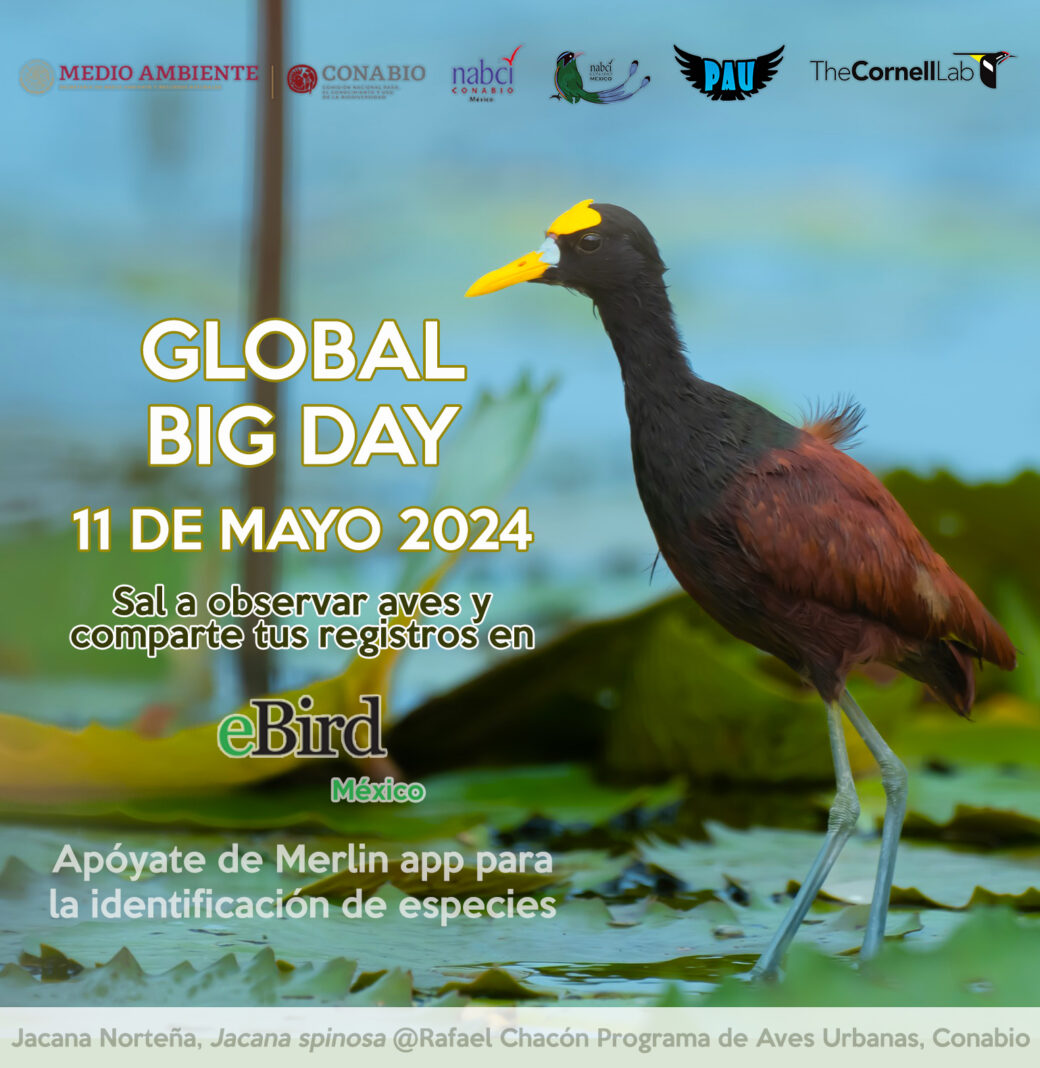 Global Big Day - eBird Mexico