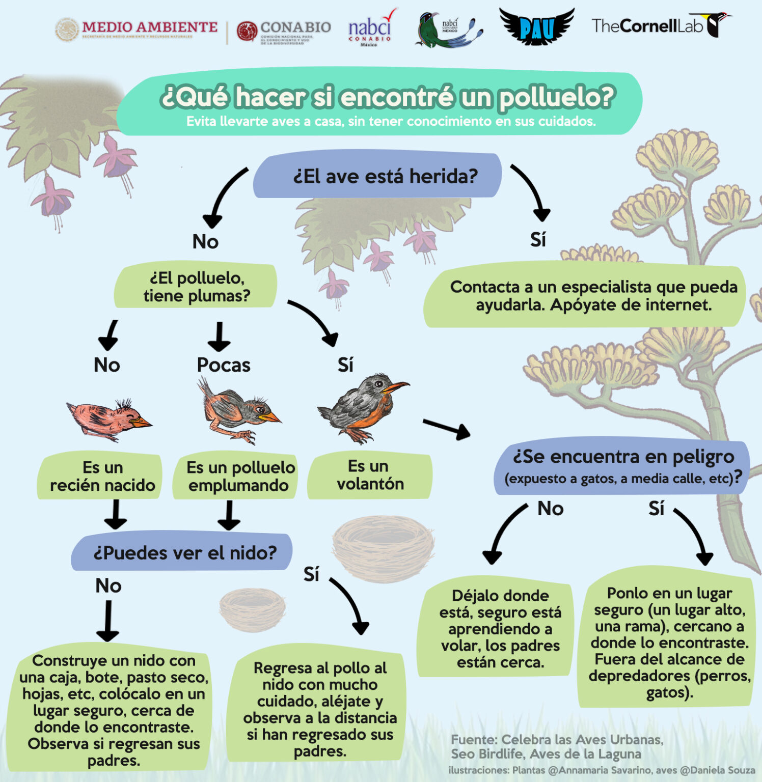 ¿Qué hacer si encuentro un polluelo? - eBird Mexico