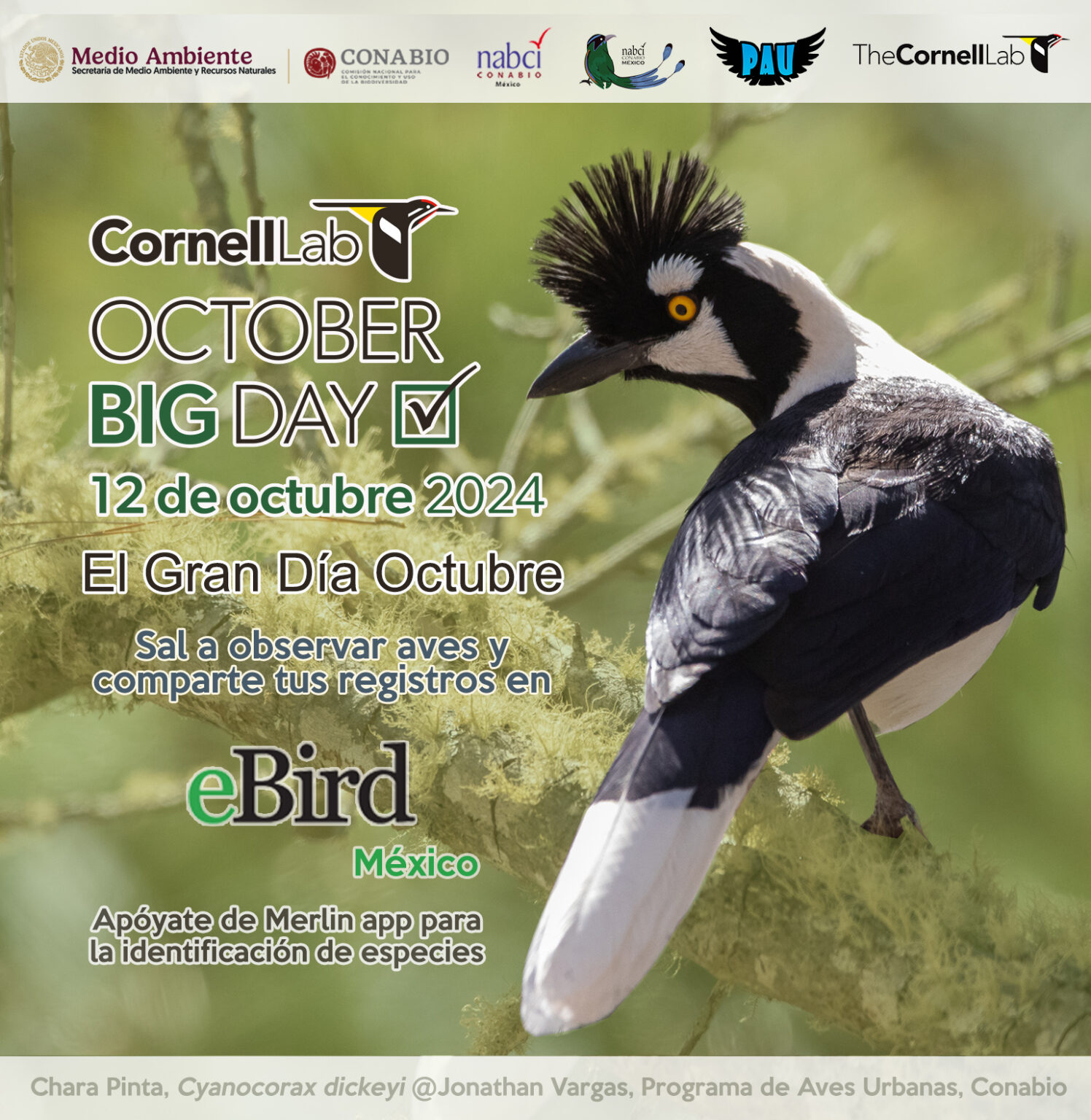 October Big Day 2024 - eBird Mexico
