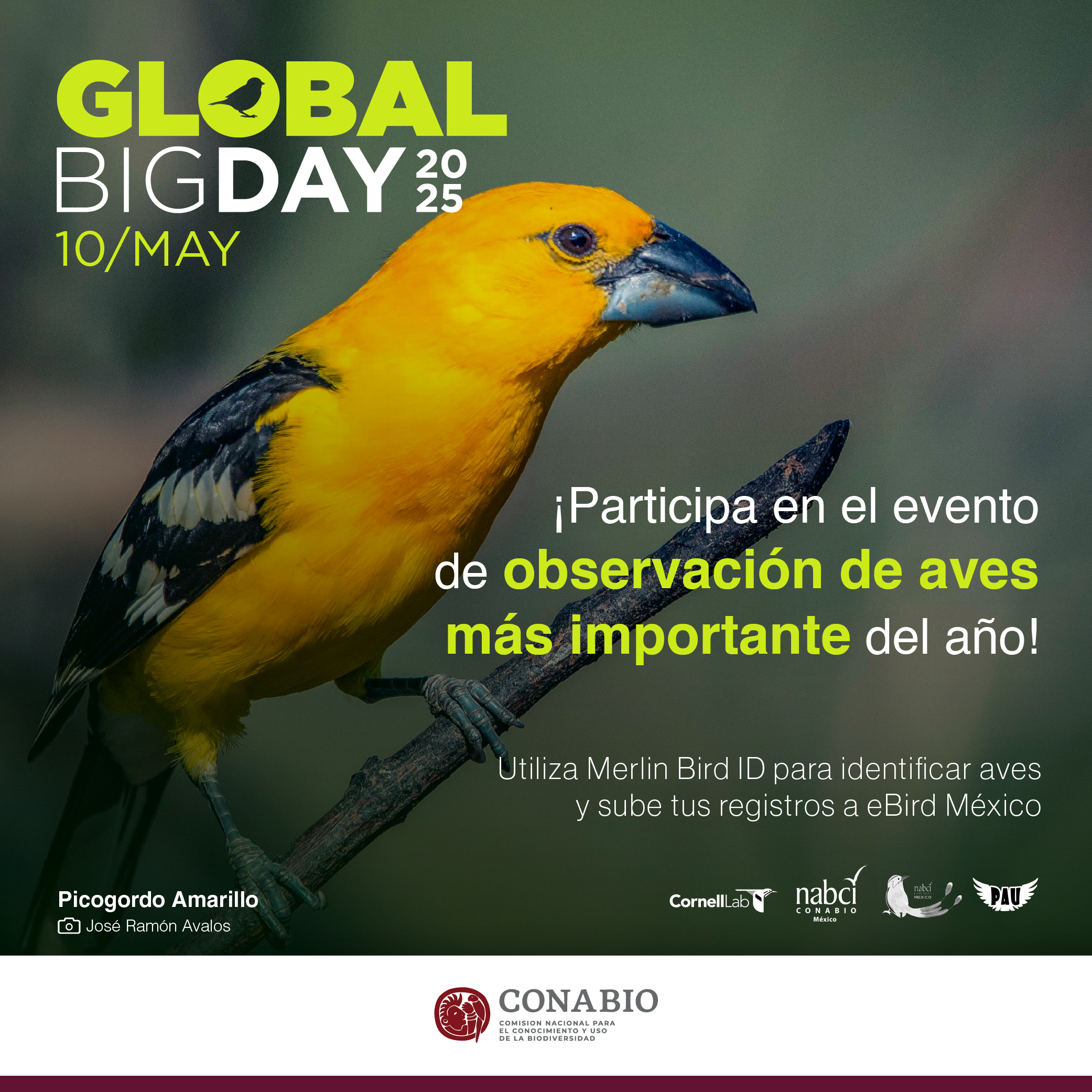 Global Big Day - 10 de mayo 2025 - eBird Mexico