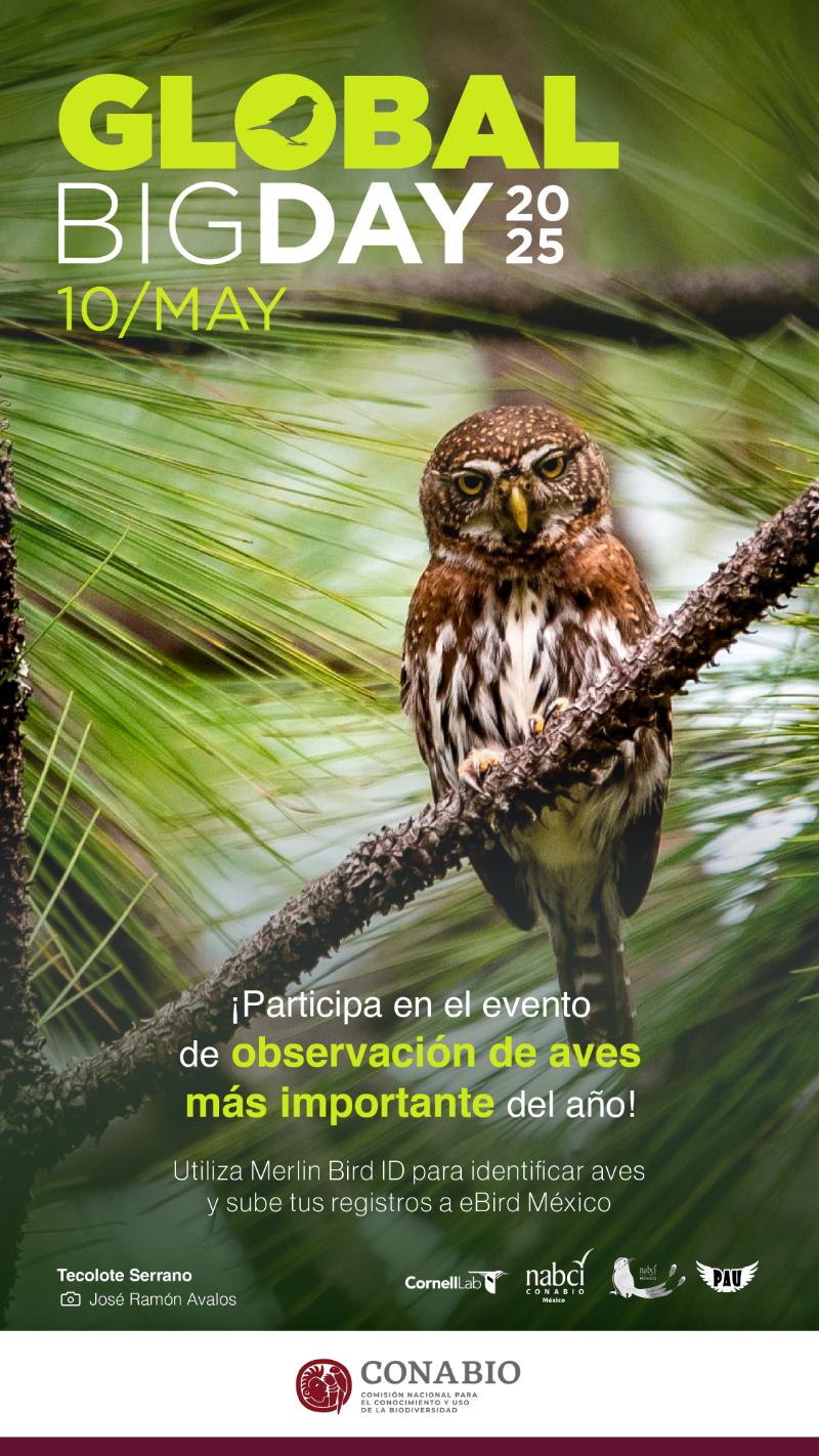 Resultados del Global Big Day 2025 - eBird Mexico