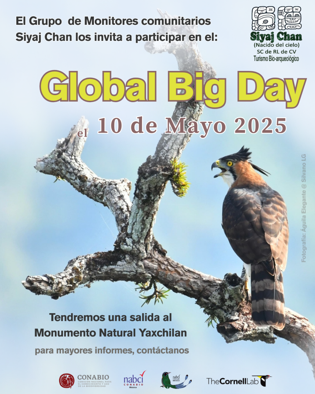 Resultados del Global Big Day 2025 - eBird Mexico
