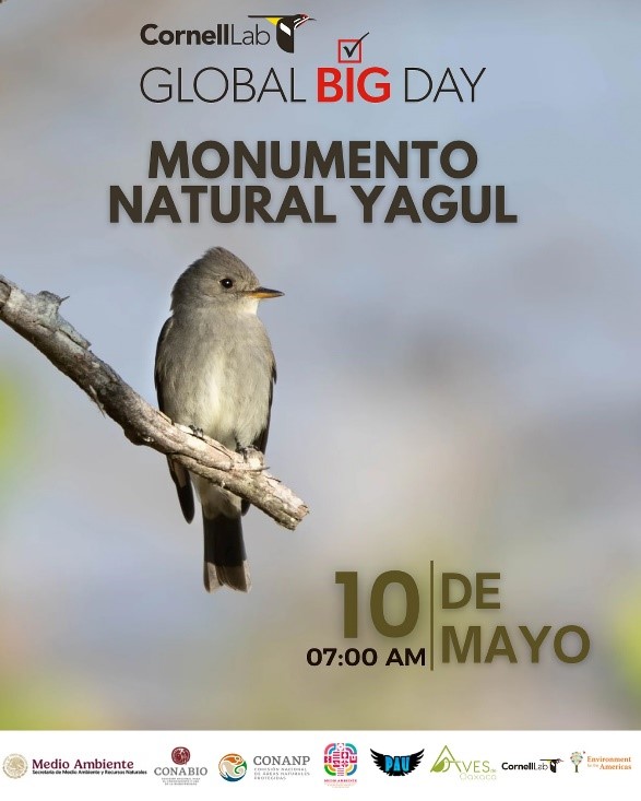 Resultados del Global Big Day 2025 - eBird Mexico