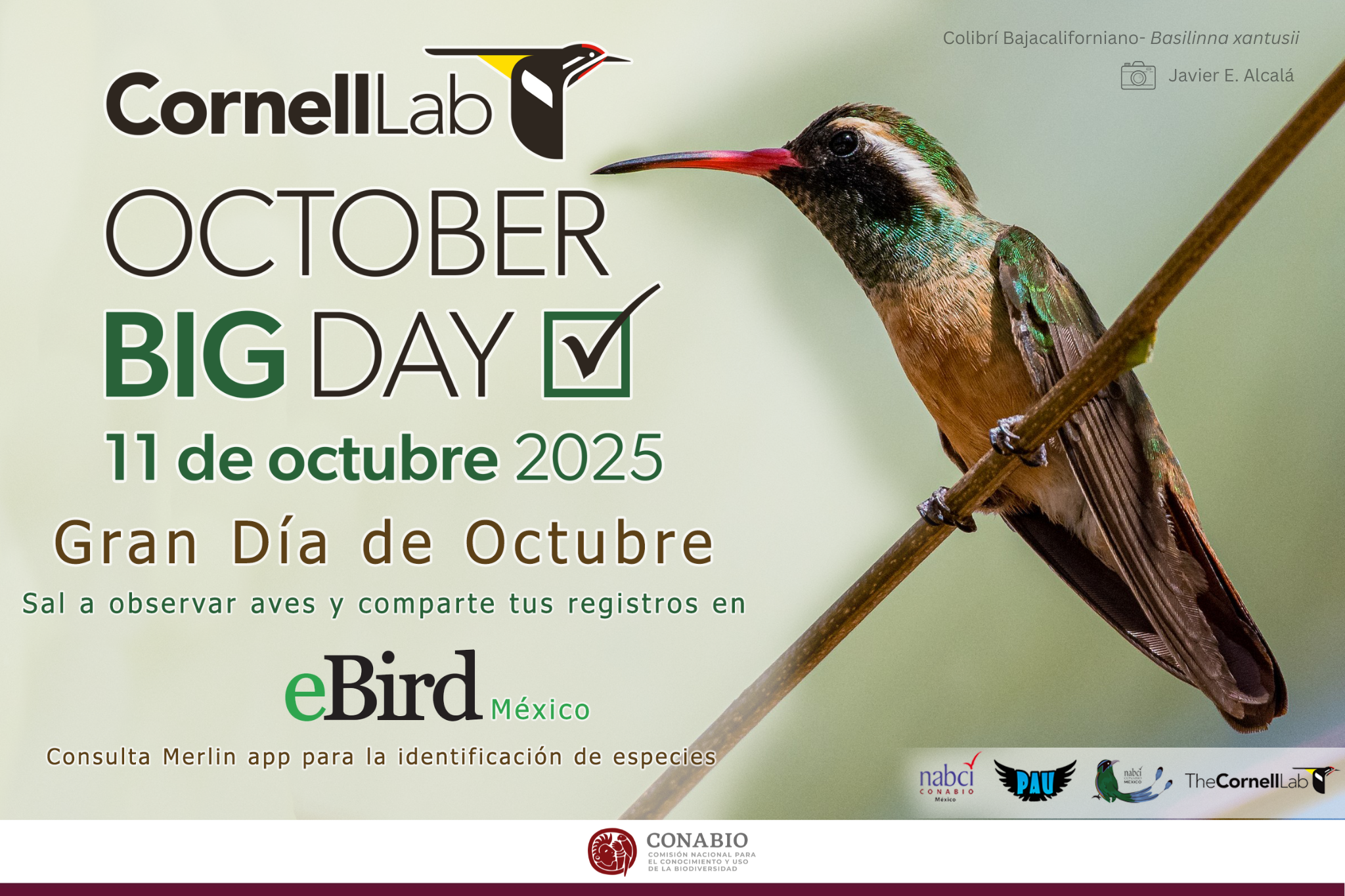 Gran día de Octubre—11 octubre de 2025 - eBird Mexico