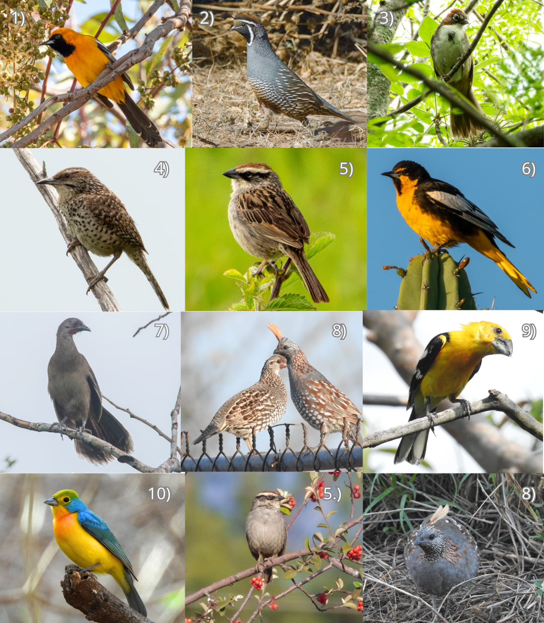 ¡Conozcamos nuestras aves por su voz! Grabemos a las aves de México ...