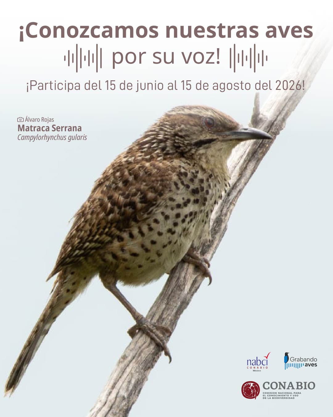 ¡Conozcamos nuestras aves por su voz! Grabemos a las aves de México ...