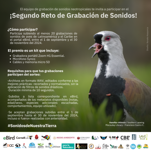 ¿Cómo empezar a grabar audios de aves con tu celular? - eBird Peru