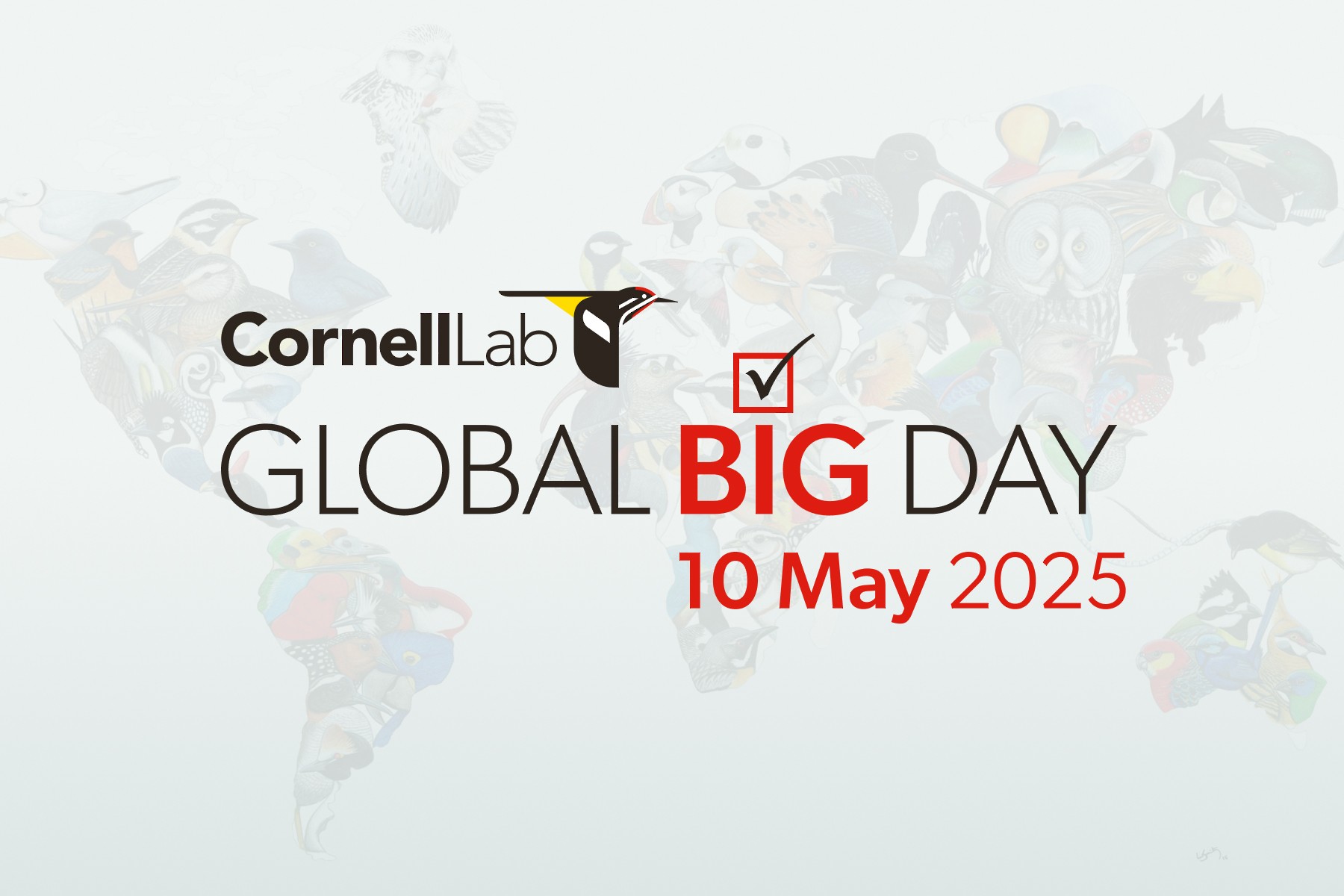 Global Big Day—10 de Mayo de 2025 - eBird Peru