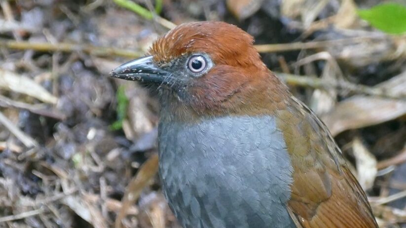 eBirding the World Big Year – April Update - eBird