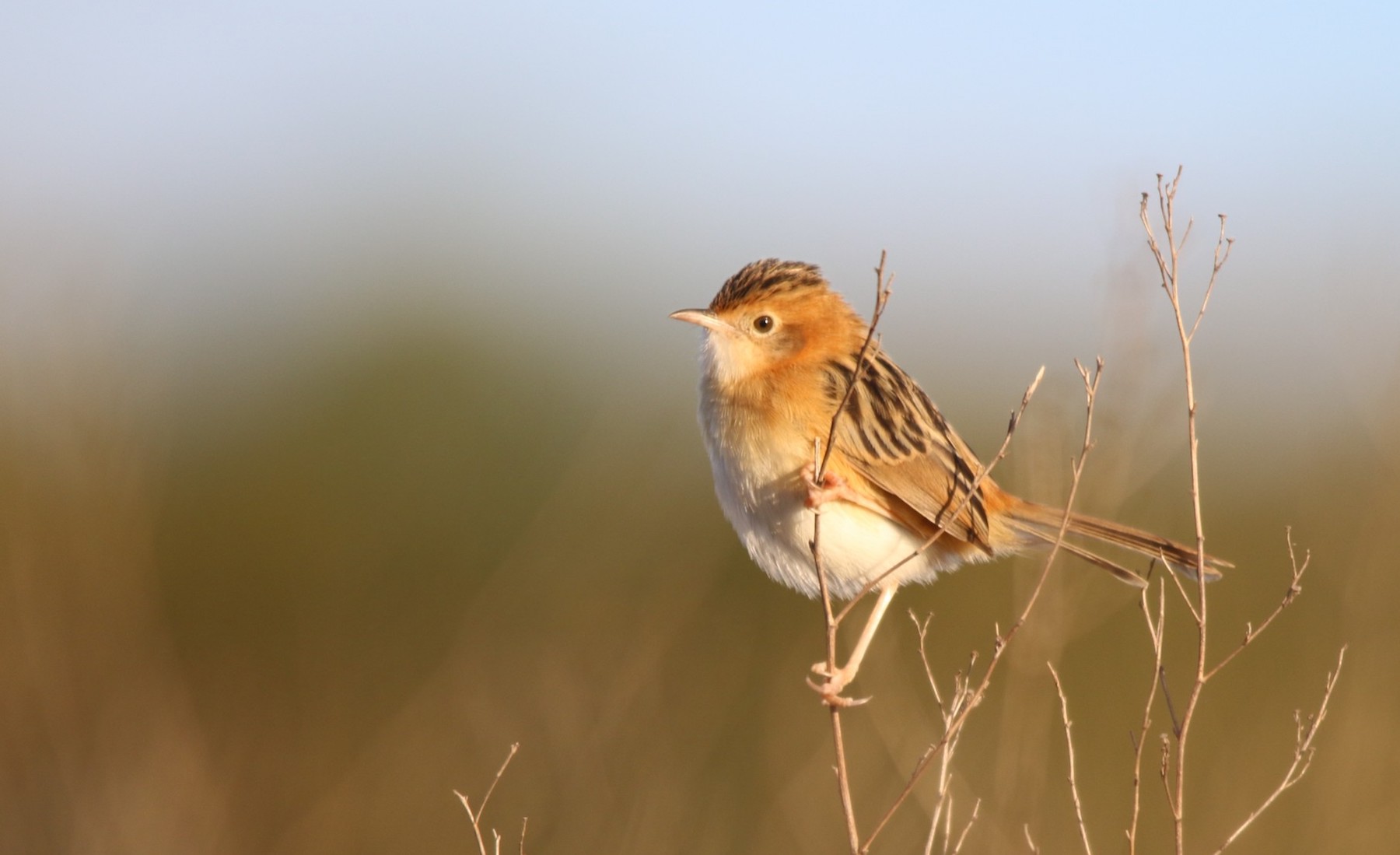 Jeff Dagg, December 2019 eBirder of the Month - eBird