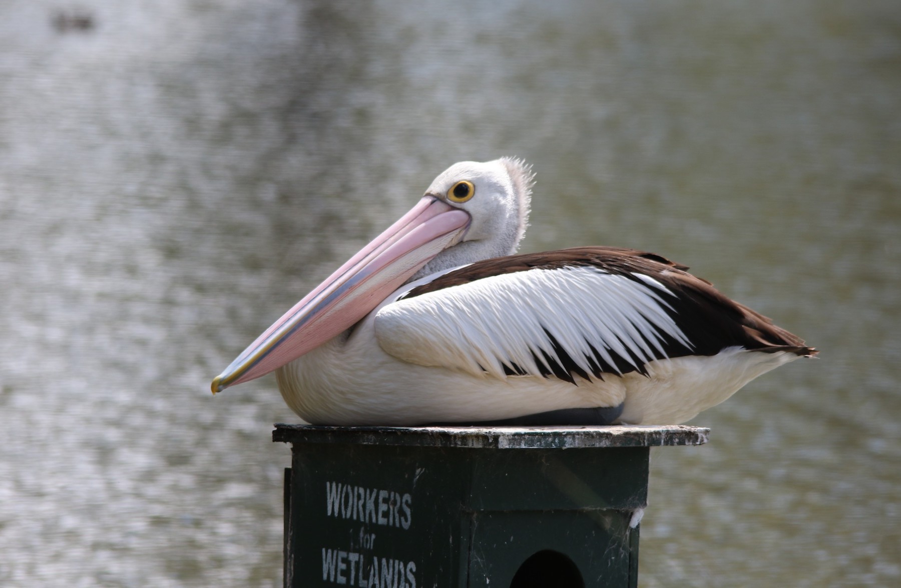 Jeff Dagg, December 2019 eBirder of the Month - eBird