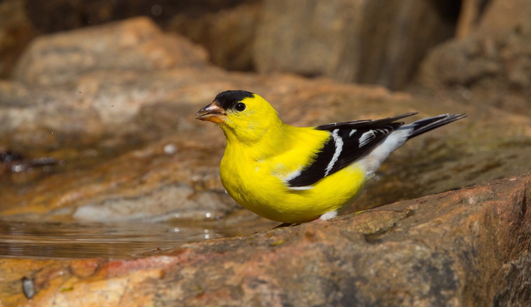 Discover the birds in your yard or garden - eBird