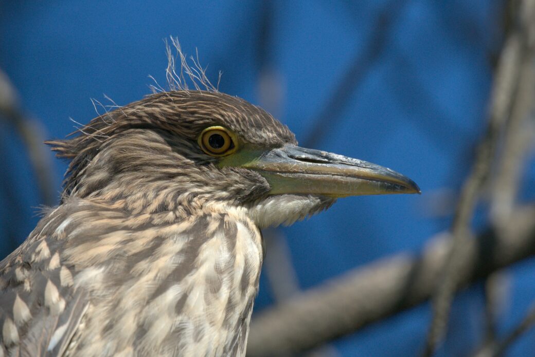 David Lumpkin, April eBirder of the Month - eBird