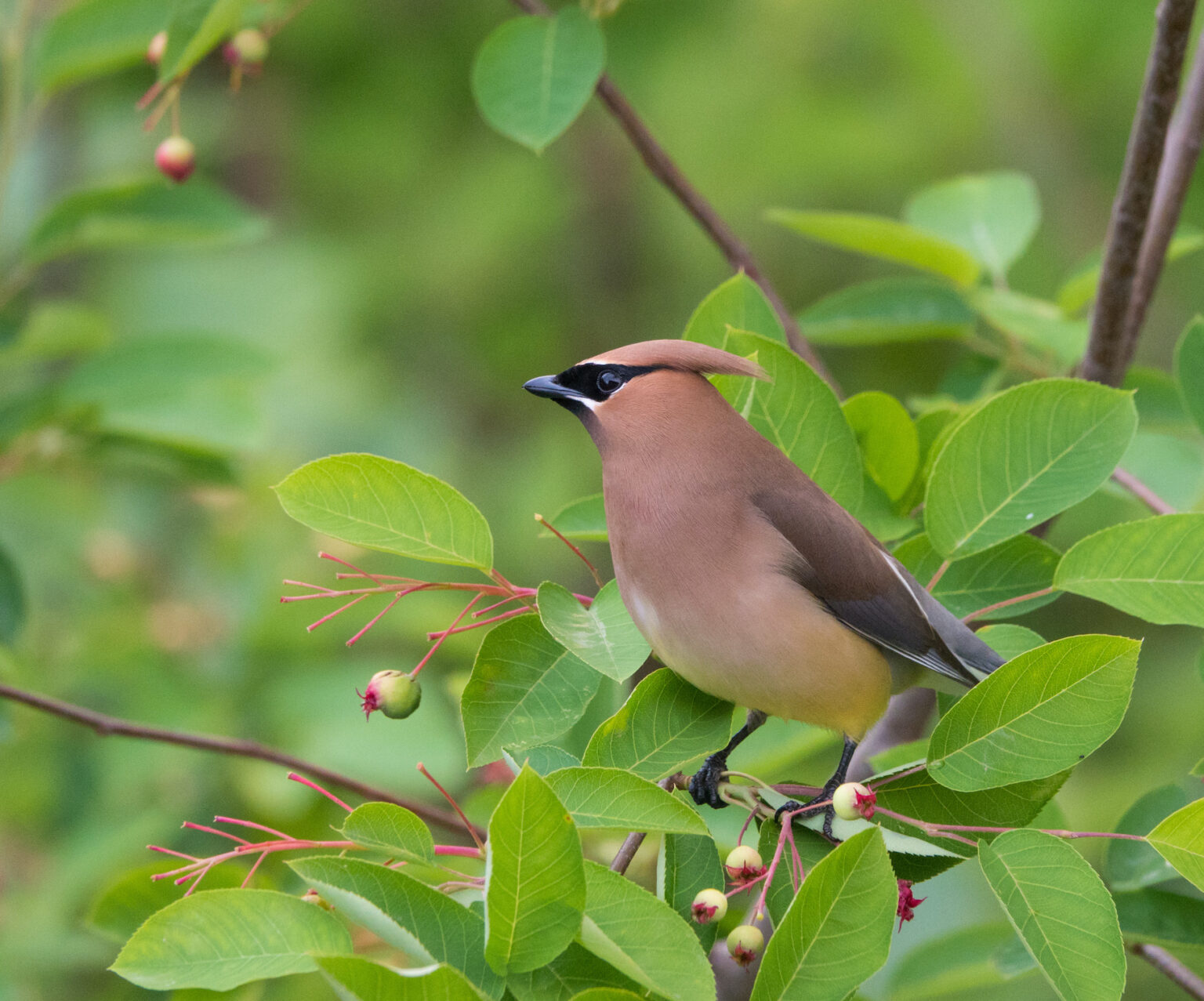 Kim Tomko, August eBirder of the Month - eBird