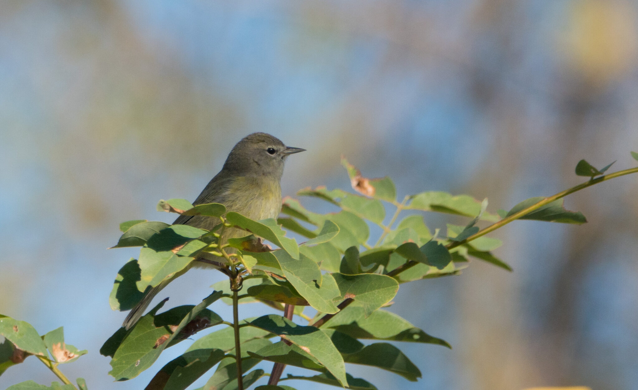 Kim Tomko, August eBirder of the Month - eBird