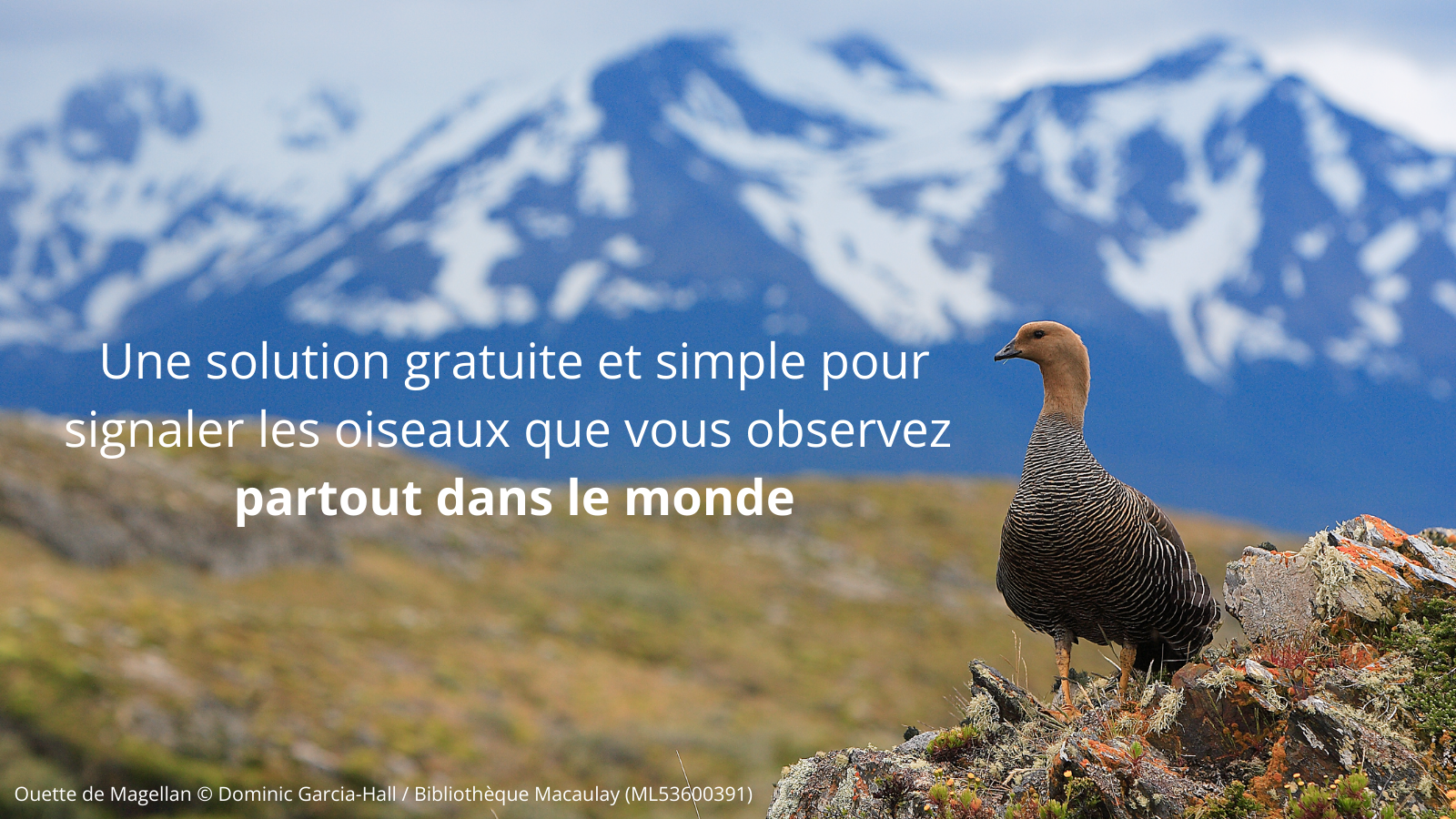 eBird pour appareils mobiles - eBird