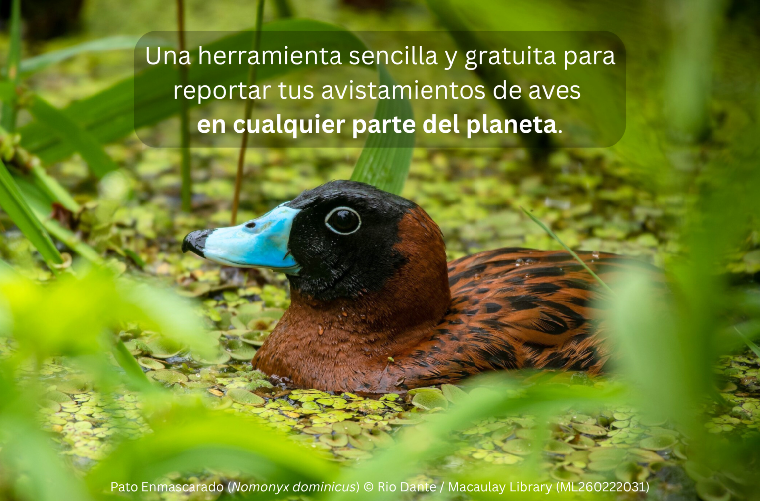 eBird Móvil - eBird