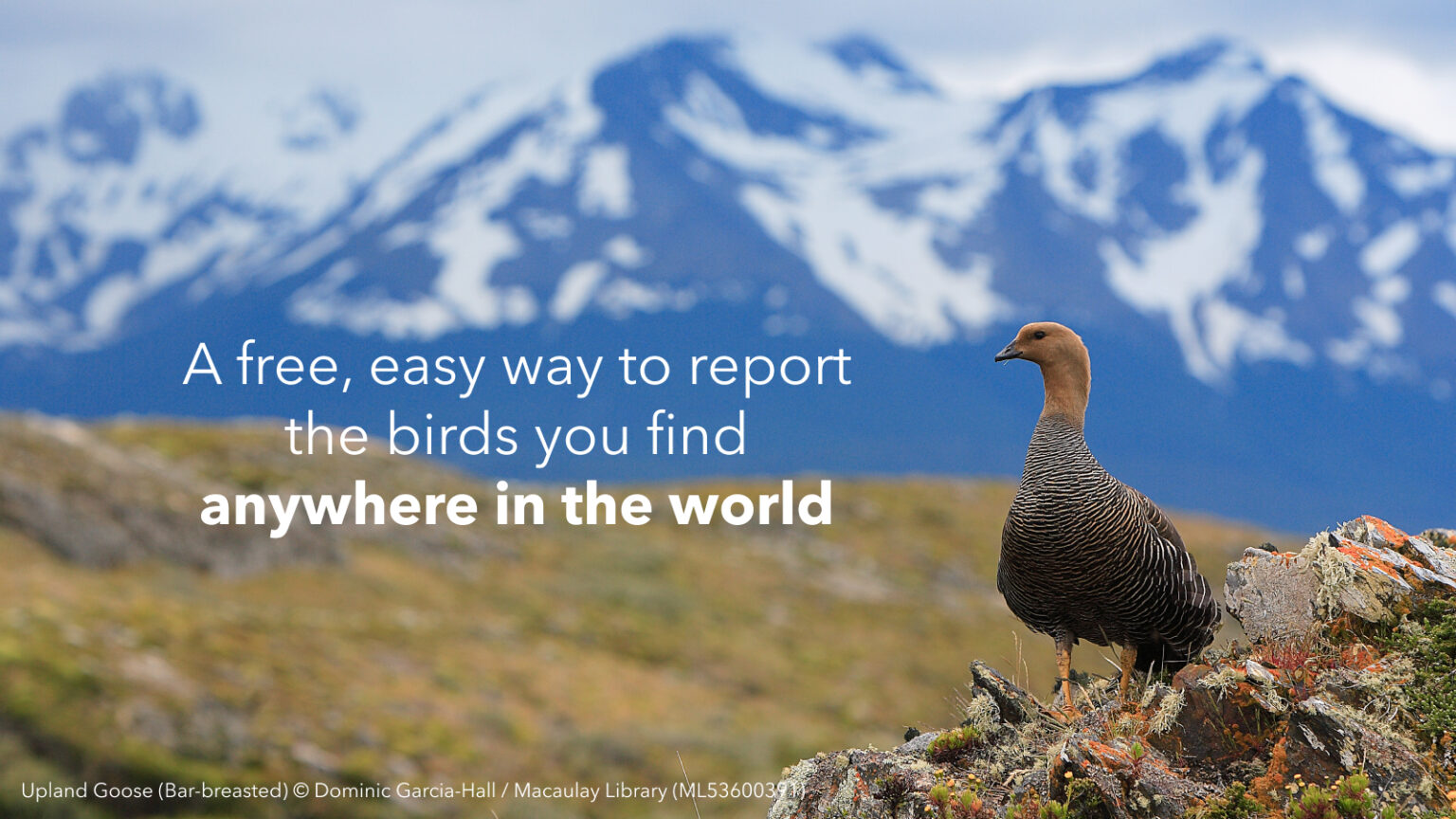 eBird Mobile - eBird