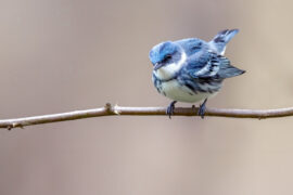 Abundance animations - eBird Science