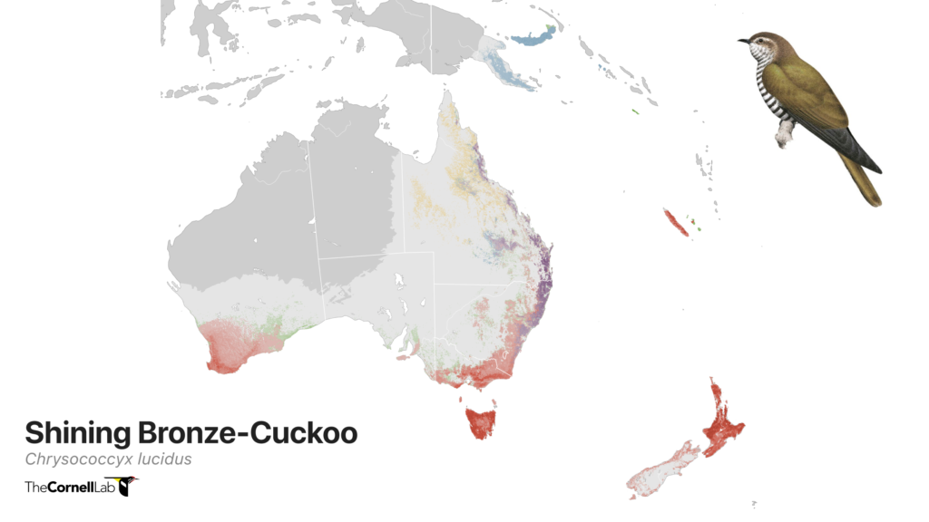 New look at movements and distribution patterns of 807 bird species ...